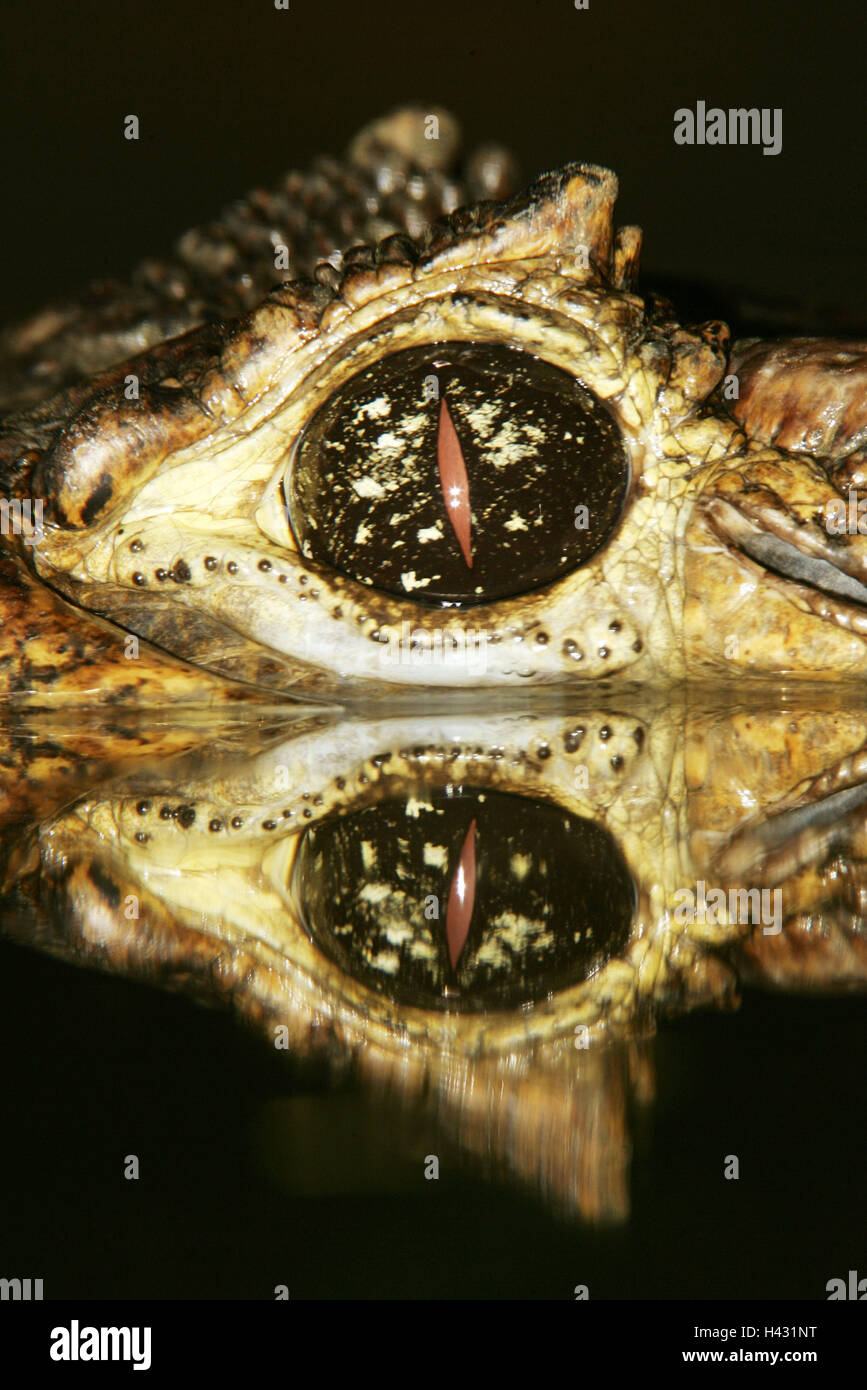 Alligator Glass Eyes