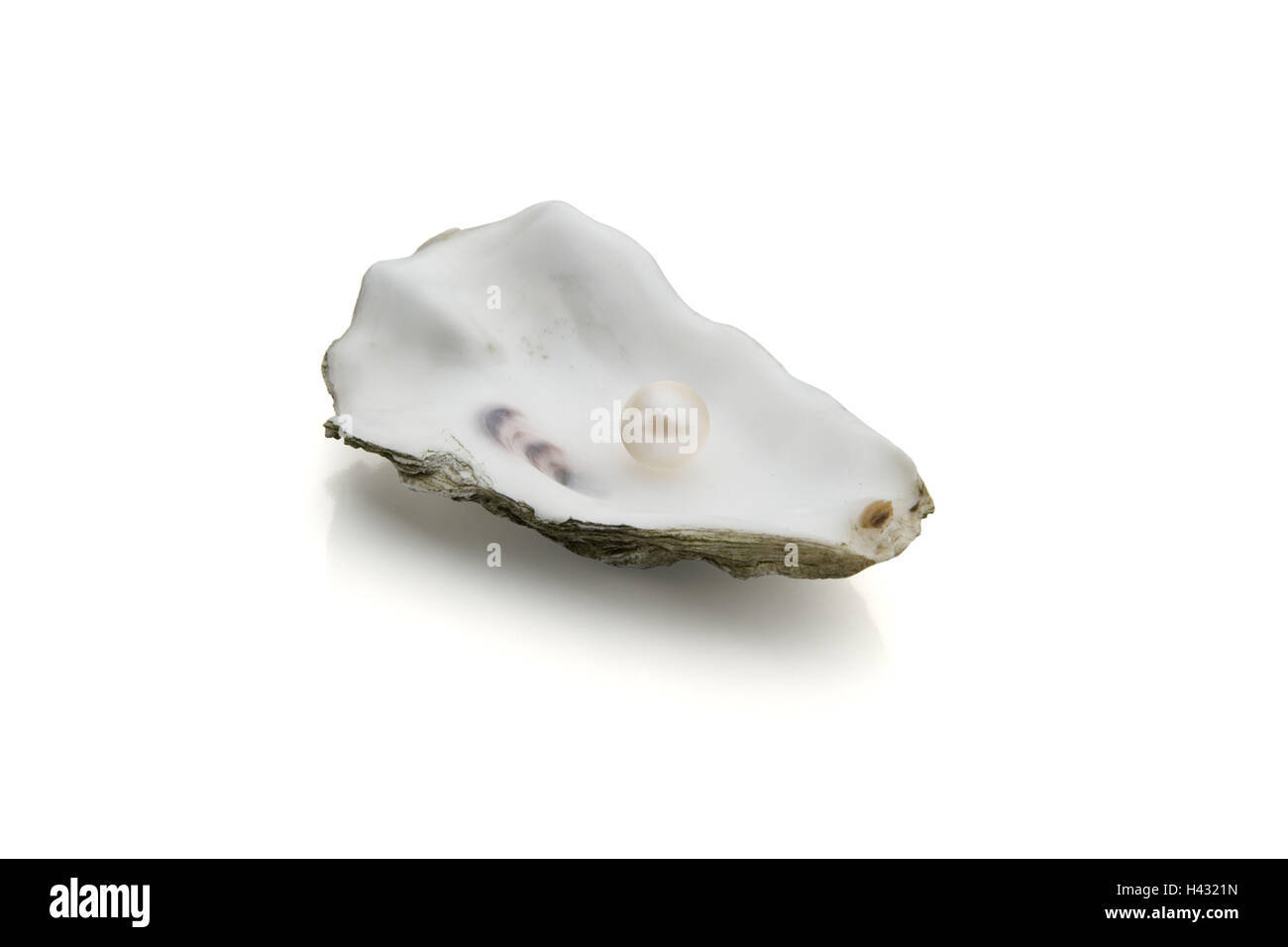 Oyster Pearl Culture High Resolution Stock Photography and Images - Alamy