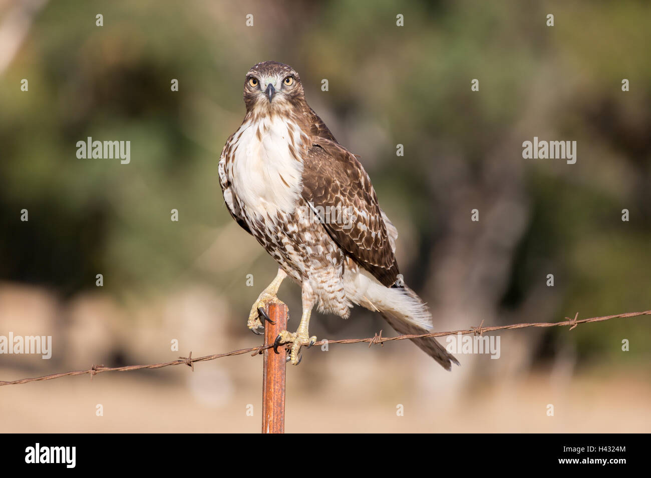 American red tailed hawk hi-res stock photography and images - Alamy