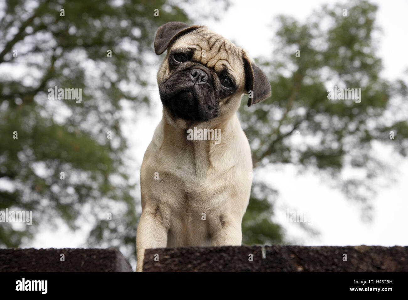 Dog, pug, outside Stock Photo - Alamy