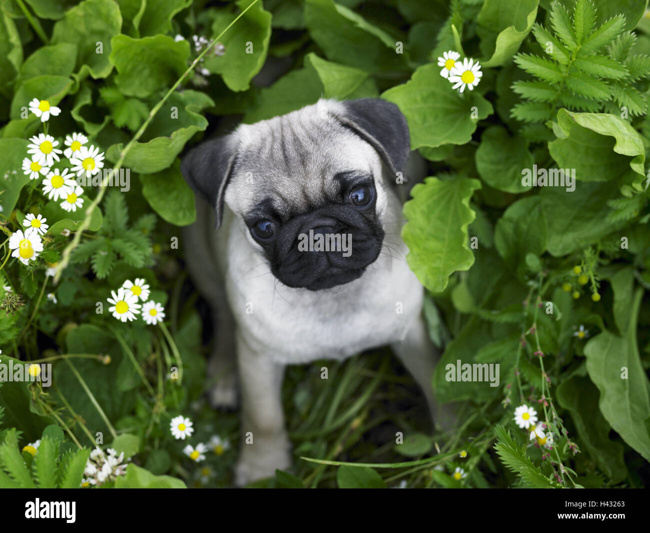 Dog, pug, garden, sitting Stock Photo - Alamy