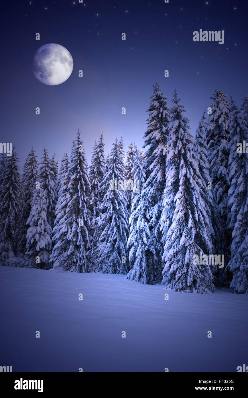 Forest clearing night hi-res stock photography and images - Alamy