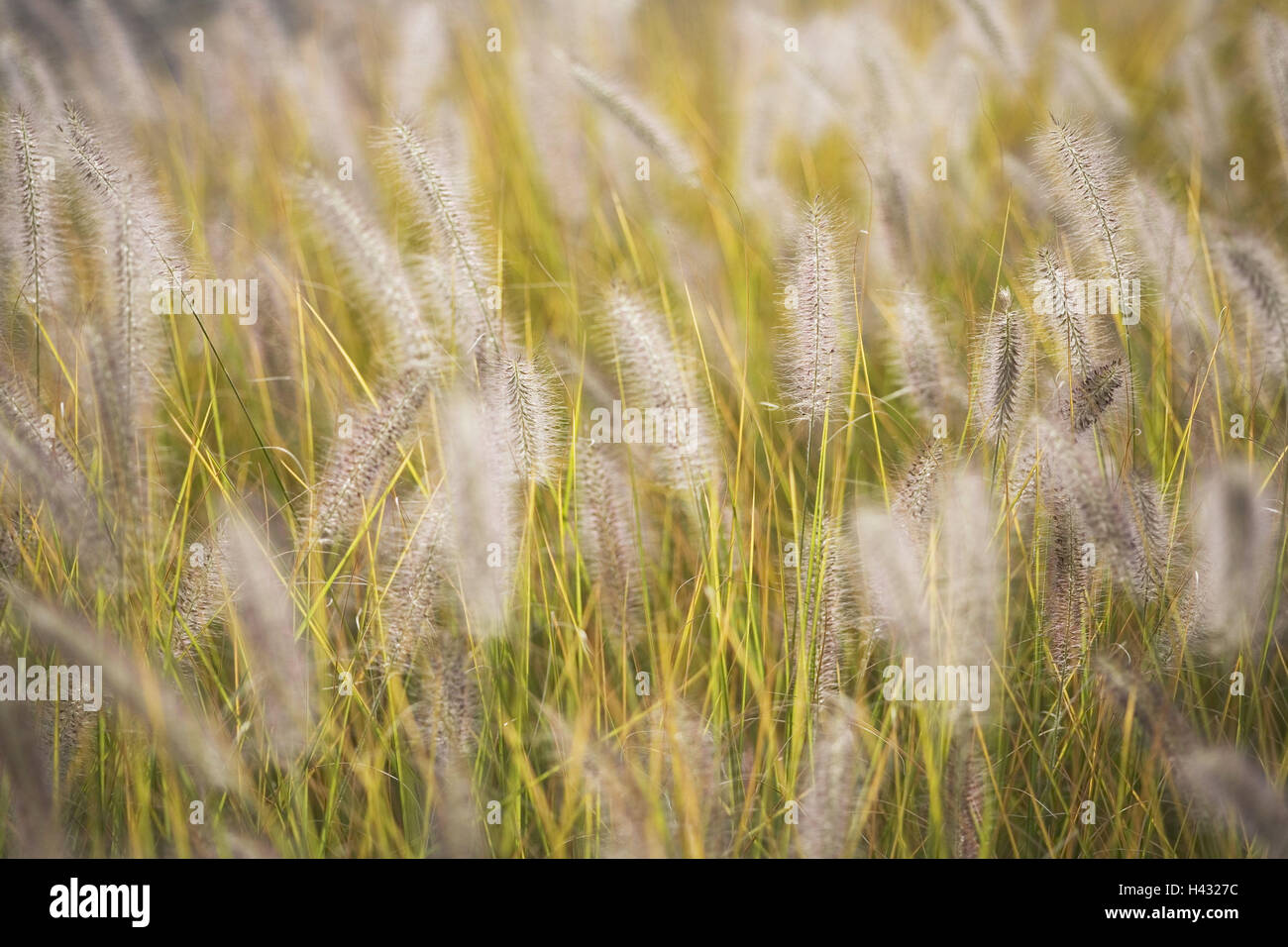 Meadow, grass, detail, blur, plants, ornamental grass, nature, season ...