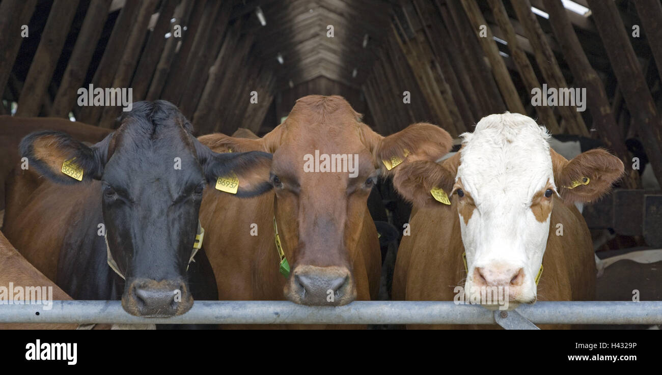 Stable, cows, three, portrait, animals, animal portrait, benefit ...