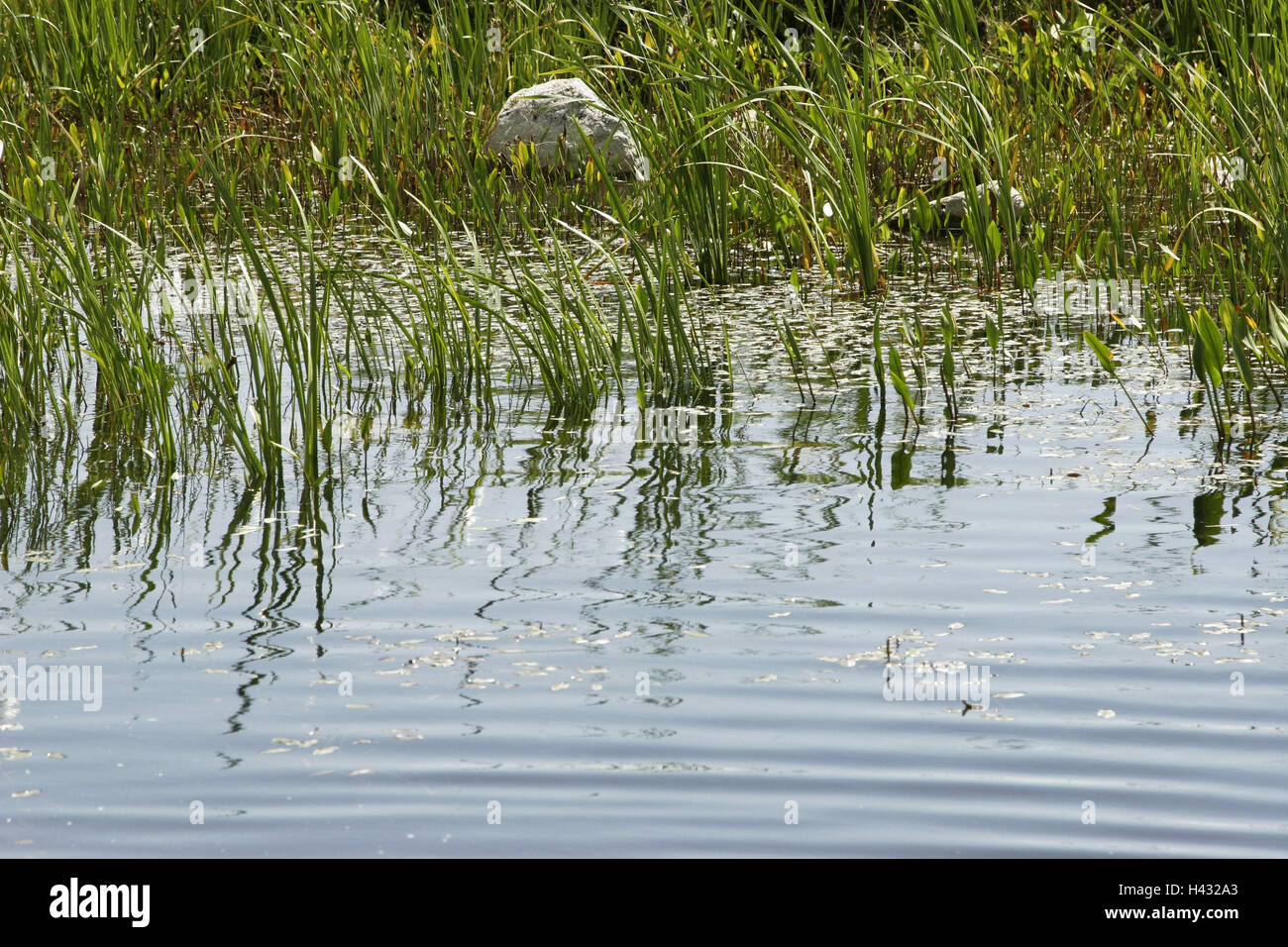 Pond, shore, grass, detail, lake, reed, nature, plants, waters, reed ...