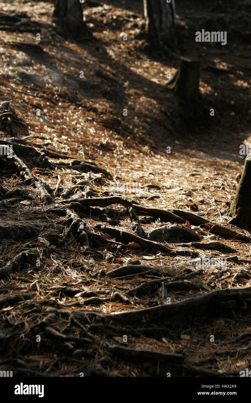 Forest floor, tree roots, detail, outside, wood, trees, autumn, needles ...