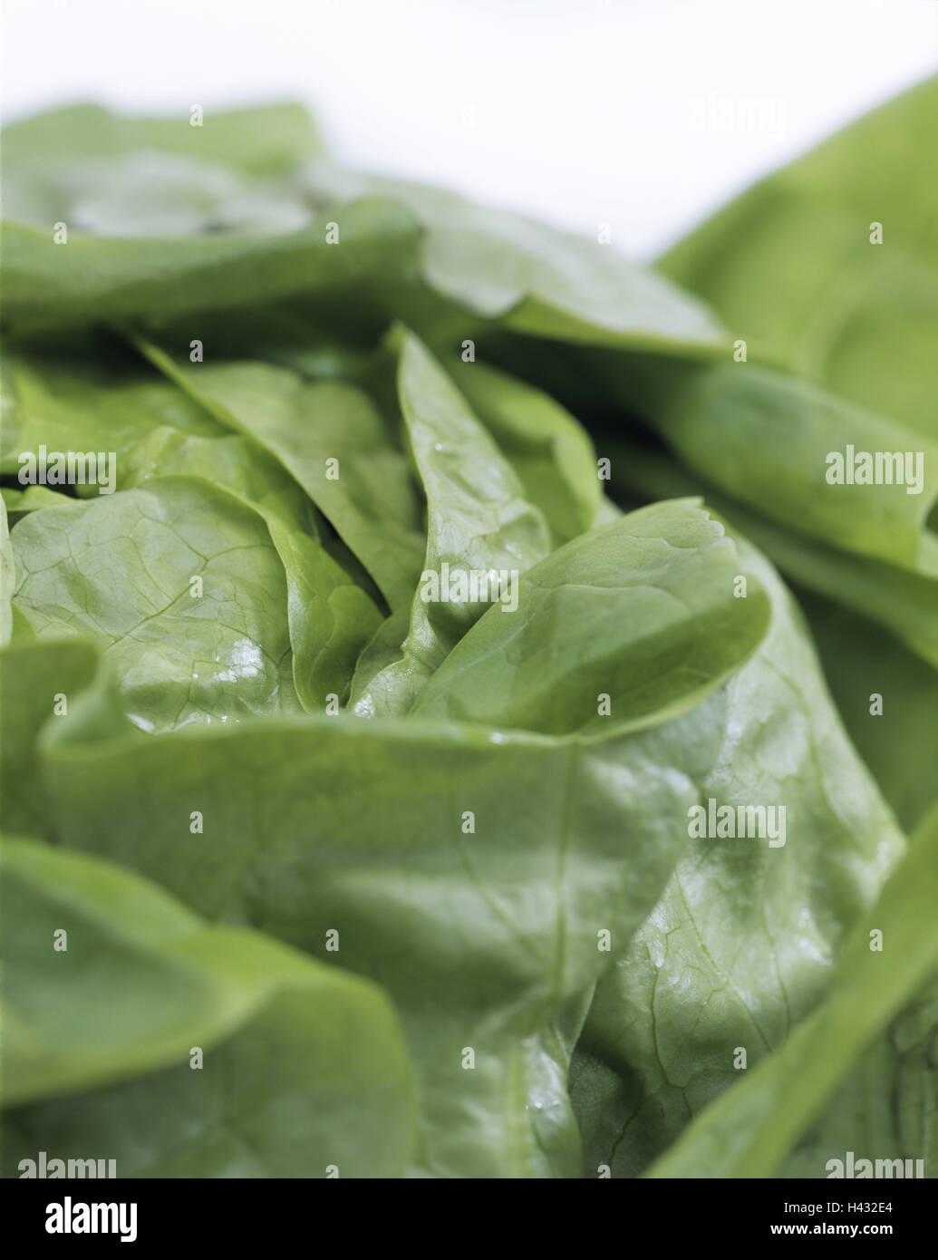 Lettuce, detail, food, raw vegetarian food, vitamins, healthy, salad ...