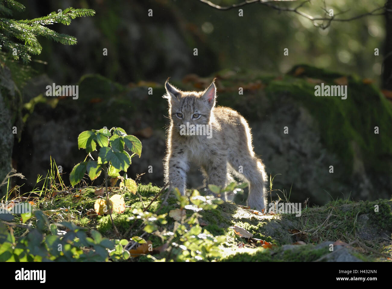 Lynx, young animal, Lynx lynx, forest, standing Stock Photo - Alamy