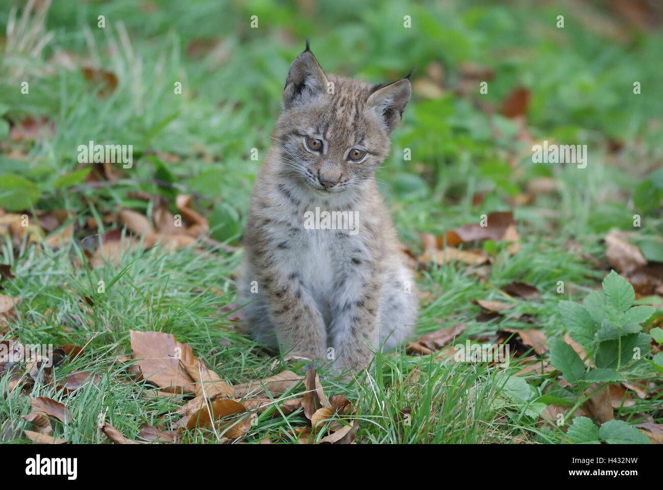 Lynx, young animal, Lynx lynx, sit Stock Photo - Alamy