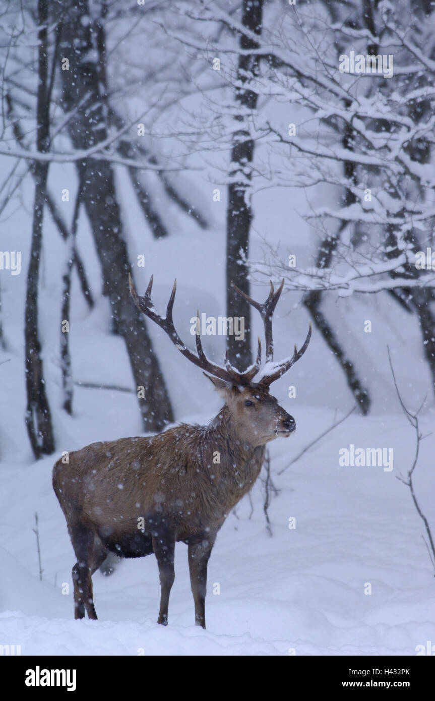 Red deer, snowfall, winter, Cervus elaphus Stock Photo - Alamy