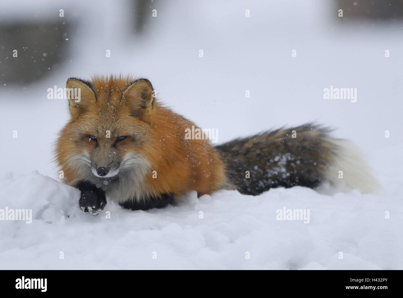 Pure corner fox hi-res stock photography and images - Alamy