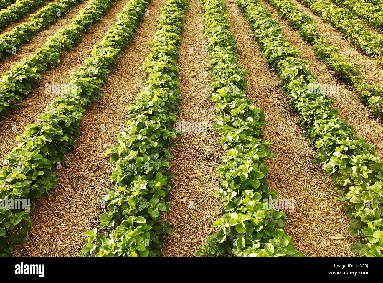 Strawberry field, detail Stock Photo - Alamy
