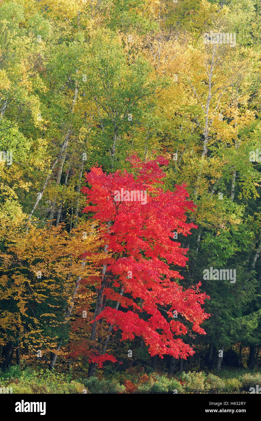 Maple Tree Canada Stock Photos & Maple Tree Canada Stock Images - Alamy