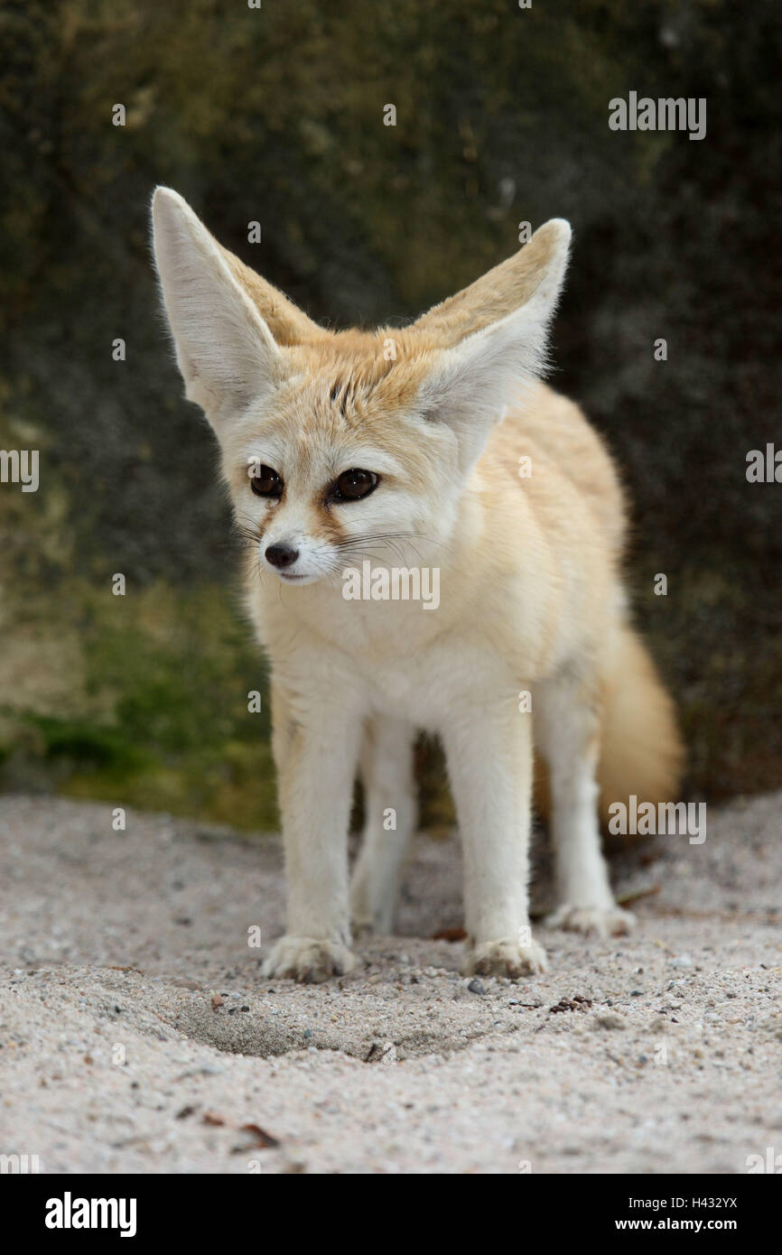 Fennek hi-res stock photography and images - Alamy
