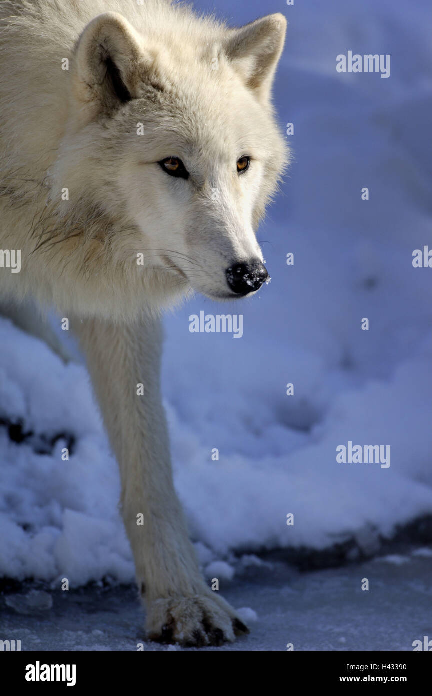 Alaskan tundra wolf, Canis lupus tundrarum, wolf Stock Photo - Alamy