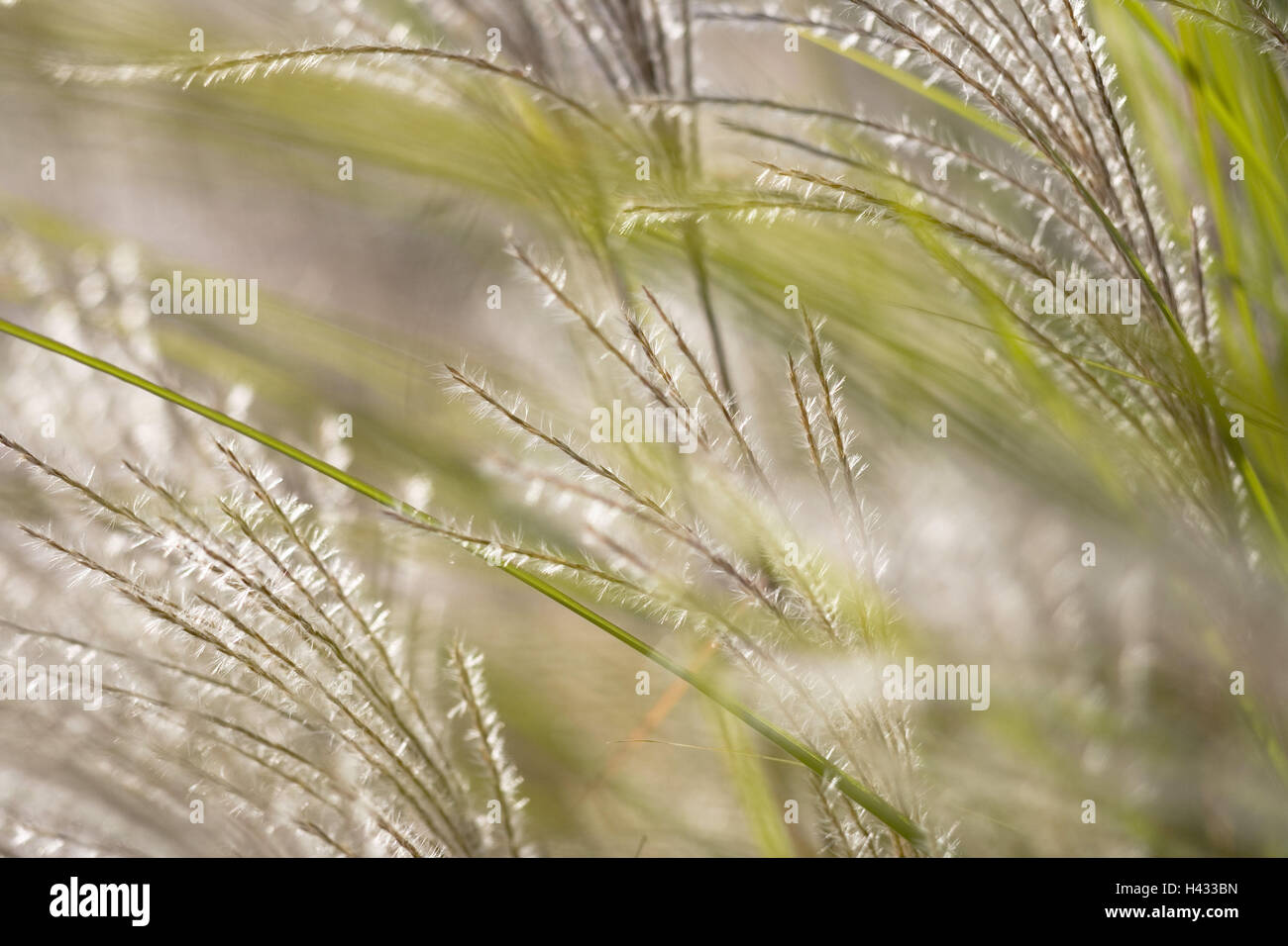 Gigantic grass, close up, nature, season, autumn, grass, ornamental ...