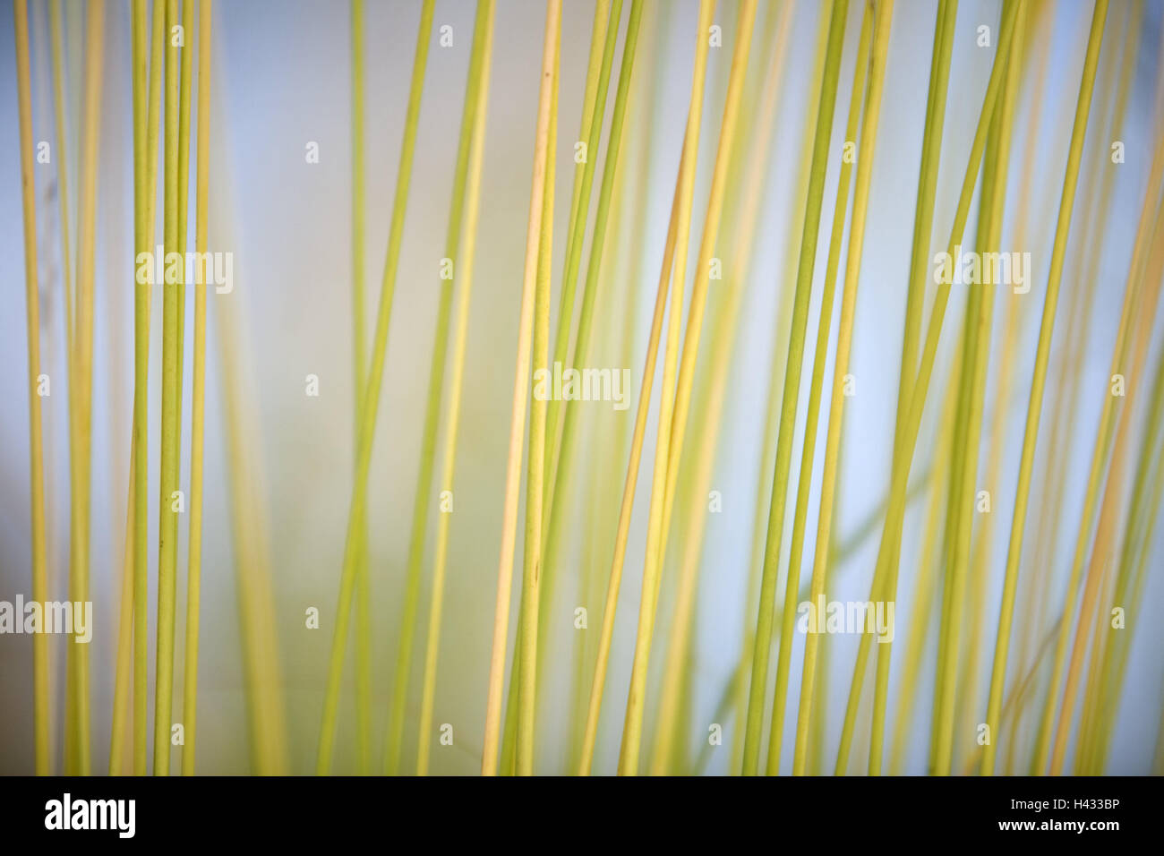 Grass, close up, nature, plants, autumn, bank margin, lake, autumn ...