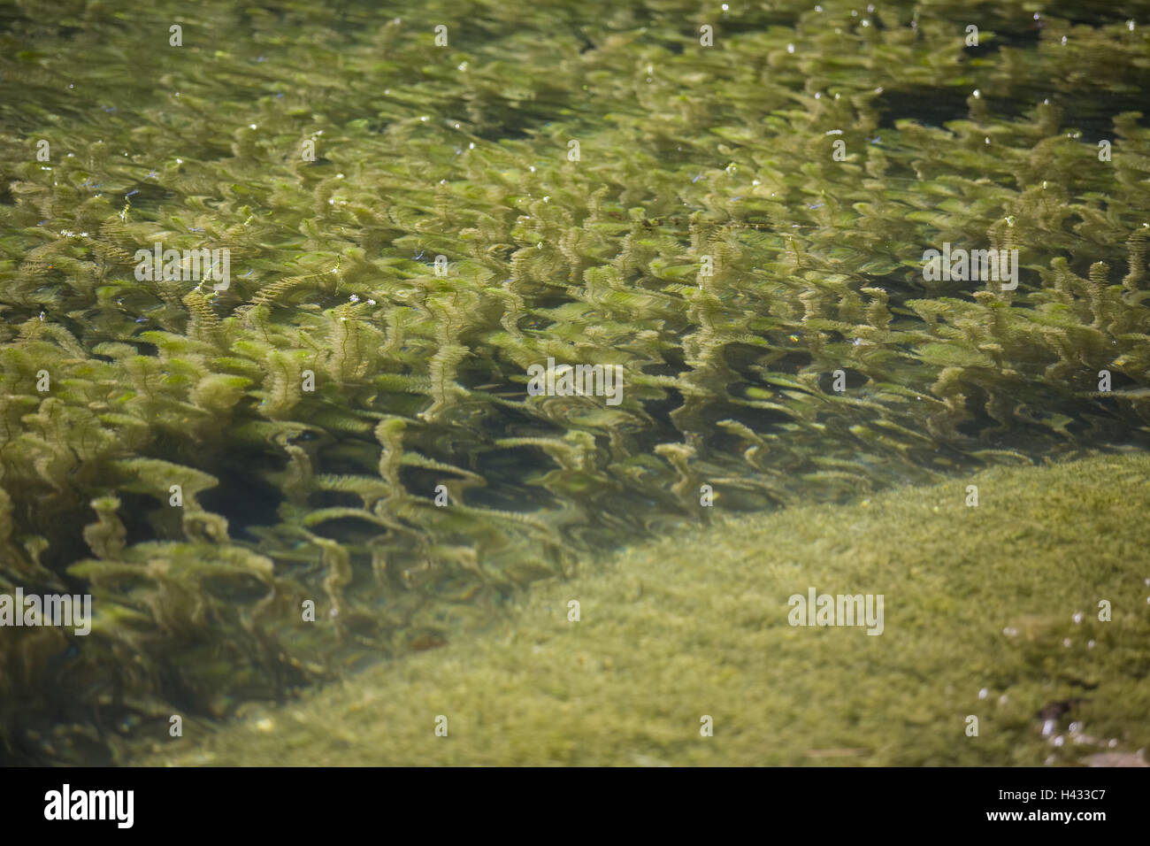 Lake, water plants, water pest, Elodea spec., lakeside, bank suture ...