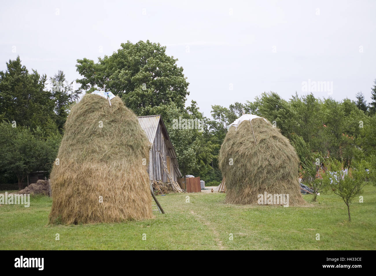 Croatia, Dalmatia, Plitwitzer lakes, national park, edge the forest ...