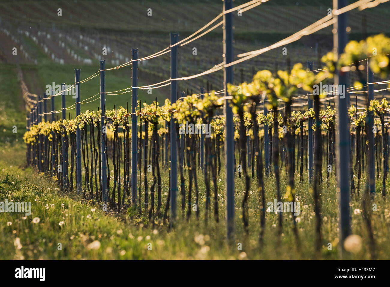 Austria, Baden near Vienna, vineyards, wine-growing, spring Stock Photo ...
