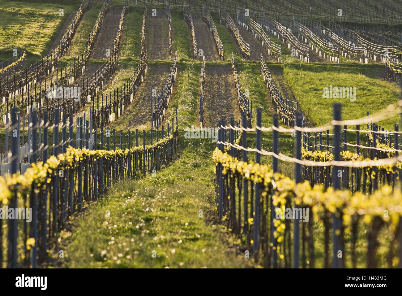 Vienna austria wine hi-res stock photography and images - Alamy