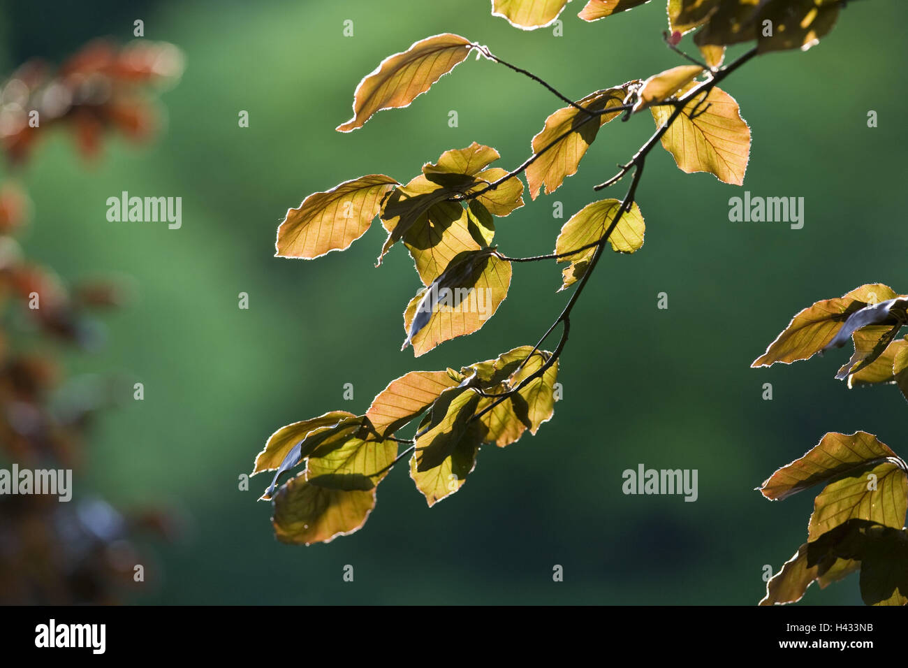 Copper beech, twigs, leaves, back light Stock Photo - Alamy