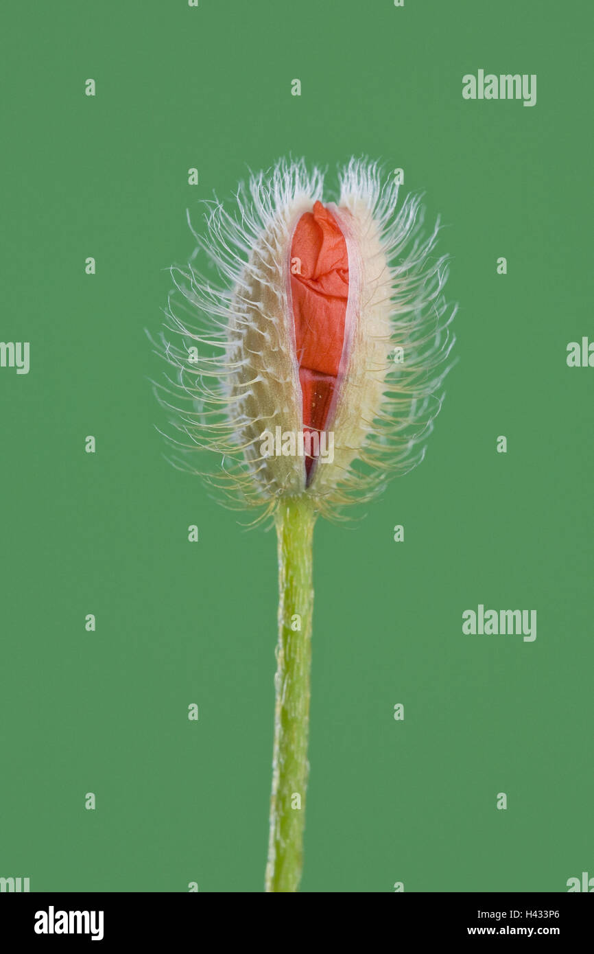 Open bud red poppy flower hi-res stock photography and images - Alamy