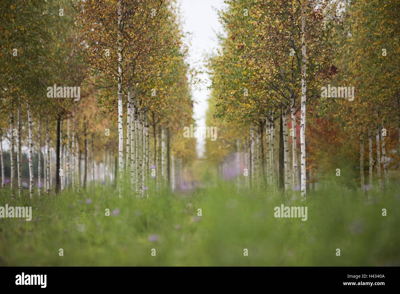 Row of birches hi-res stock photography and images - Alamy