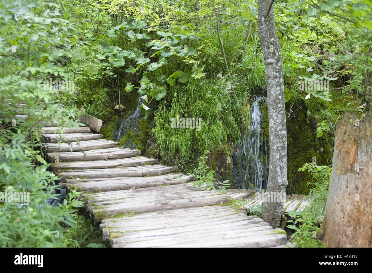 Croatia, Dalmatia, Plitwitzer lakes, national park, forest, wooden ...