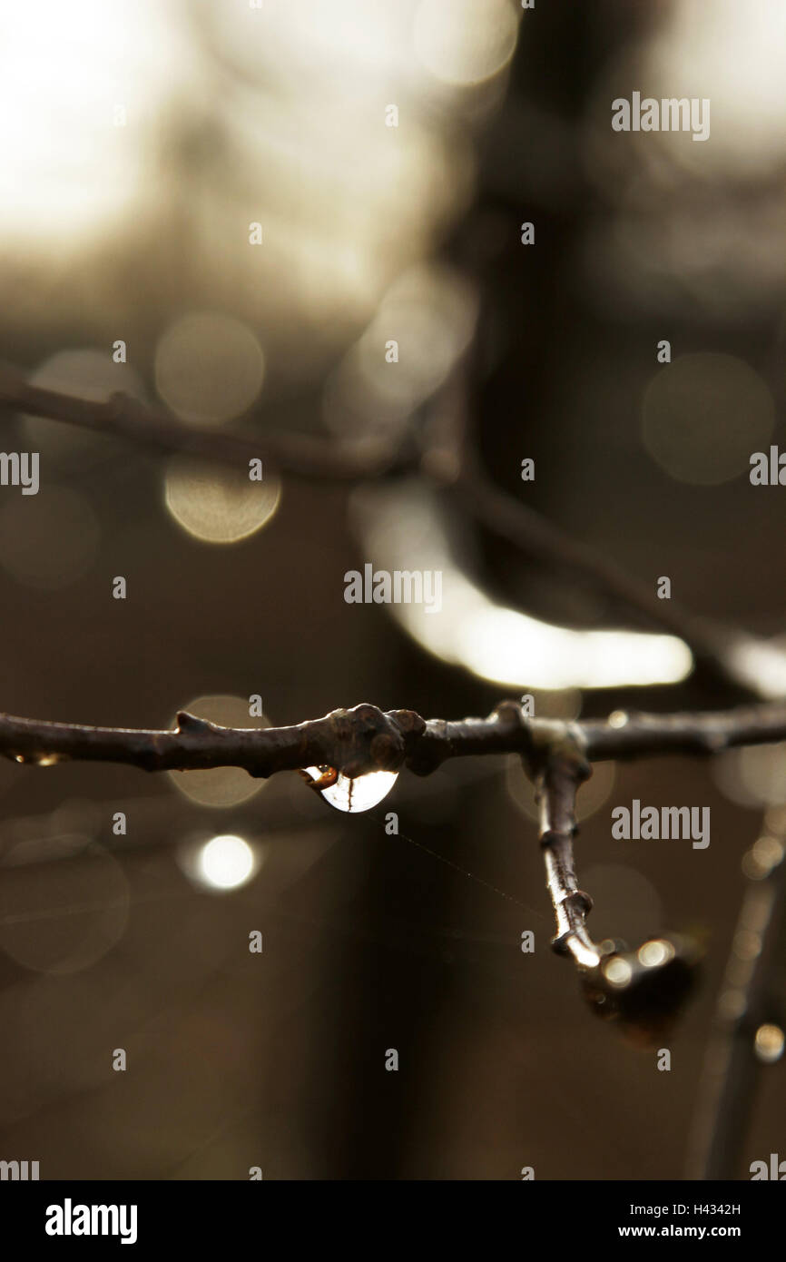 Twig blur hi-res stock photography and images - Alamy