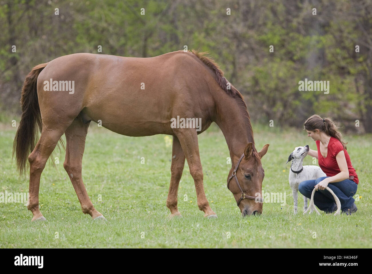 Dog riding a horse hi-res stock photography and images - Alamy