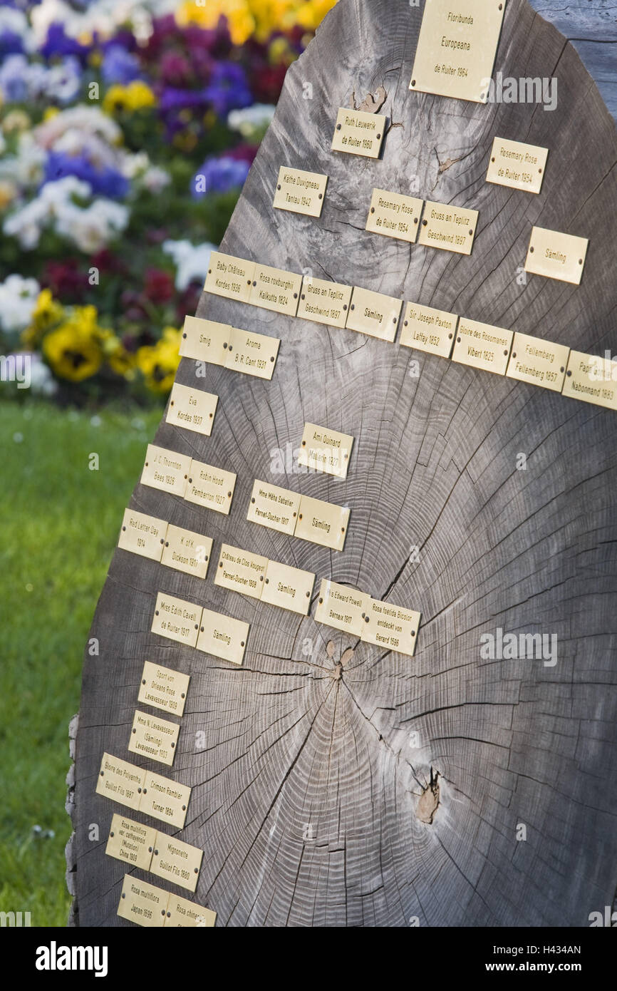 Trunk, tree-rings, signs, time notice board Stock Photo - Alamy