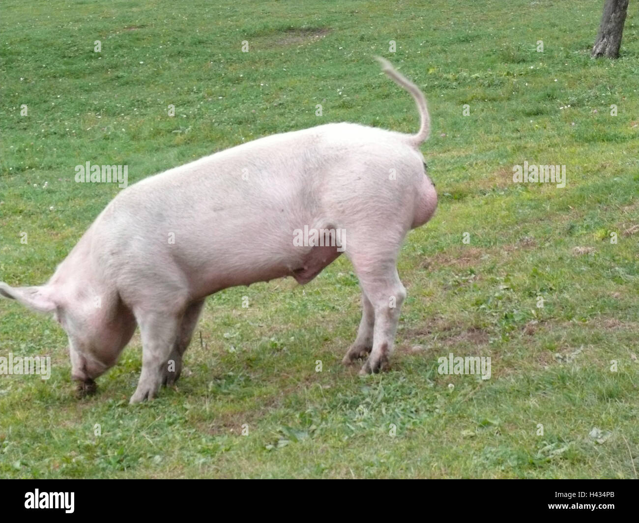 Pig, meadow, hillside, neutral-finishes, animal, mammal, usefulness ...
