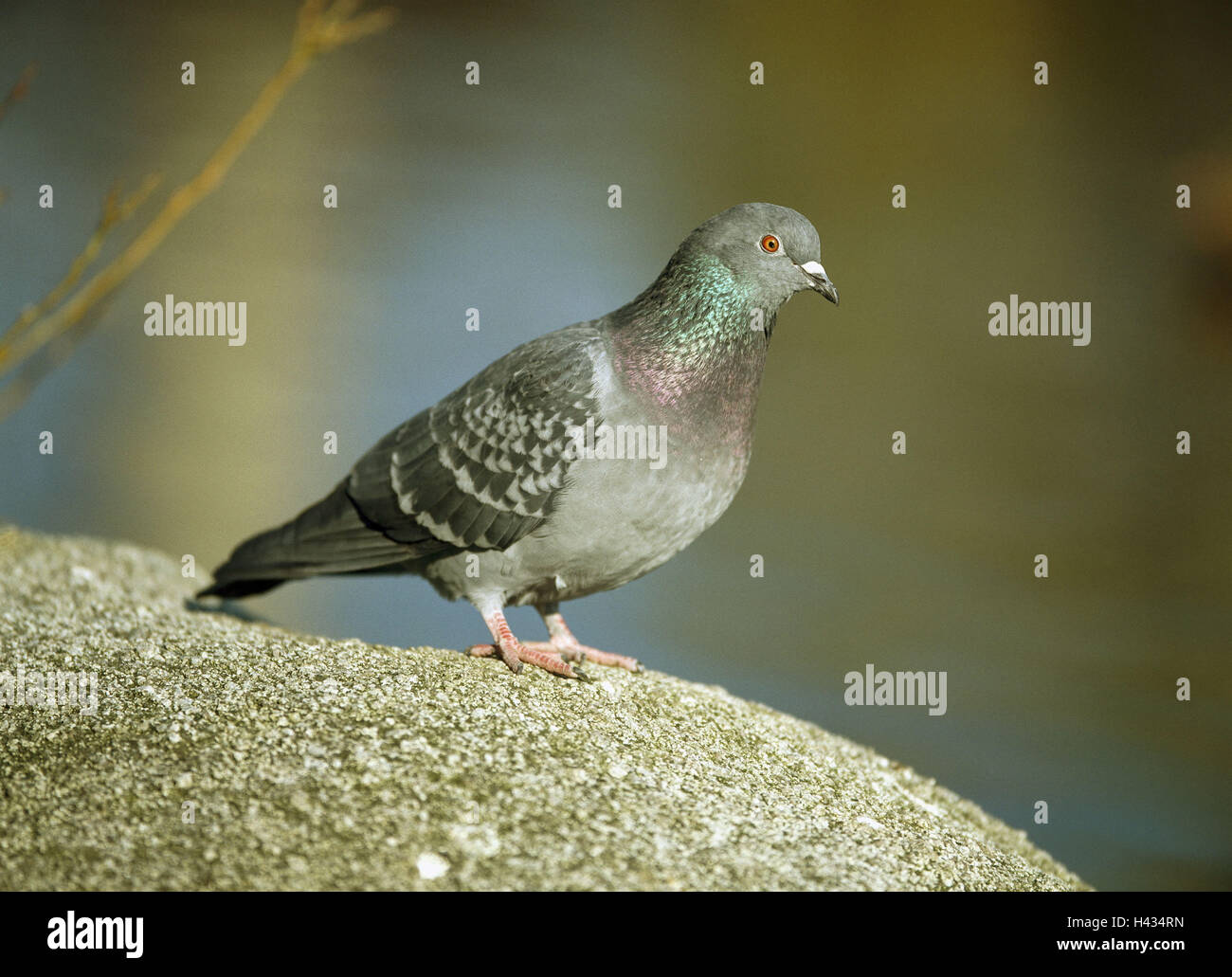 Waters, shores, stone, house-pigeon, Columba livia, wildlife, animal ...