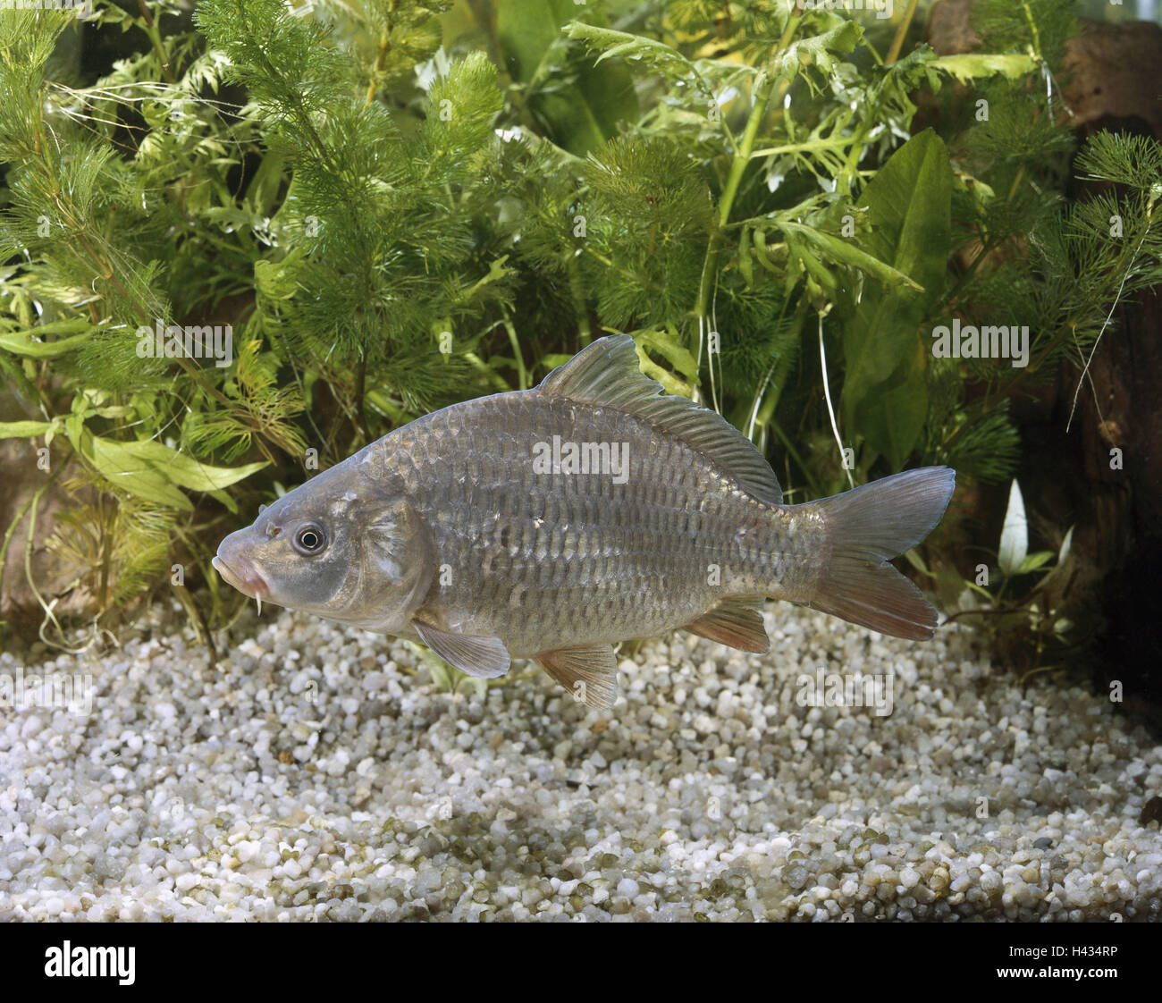 Aquarium, river-carps, Cyprinus carpio, at the side, animal, fish, carp ...