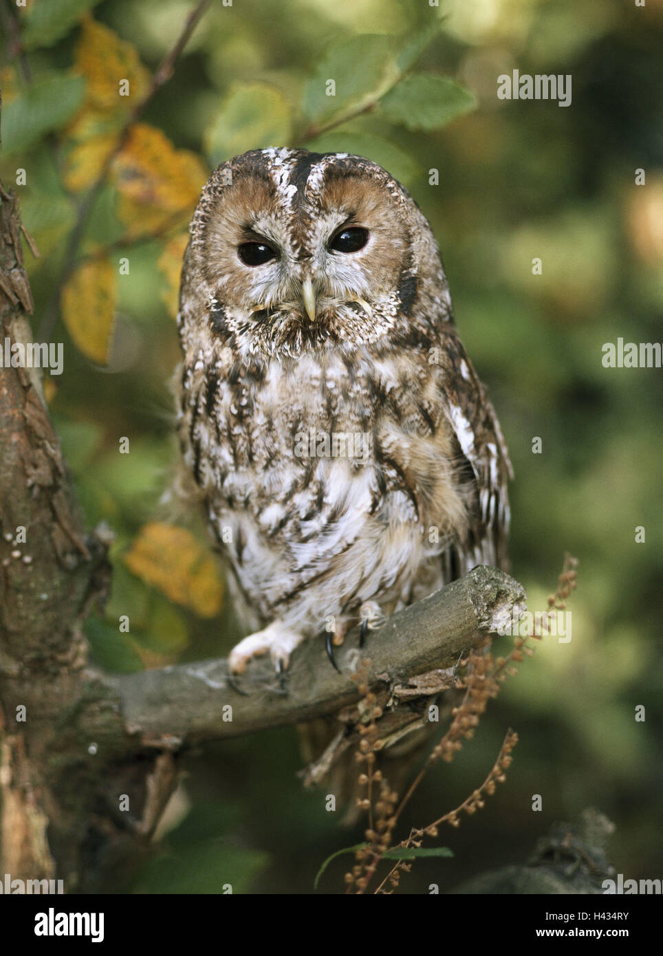 Branch, forest-codger, Strix aluco, vigilance, wildlife, Wildlife ...
