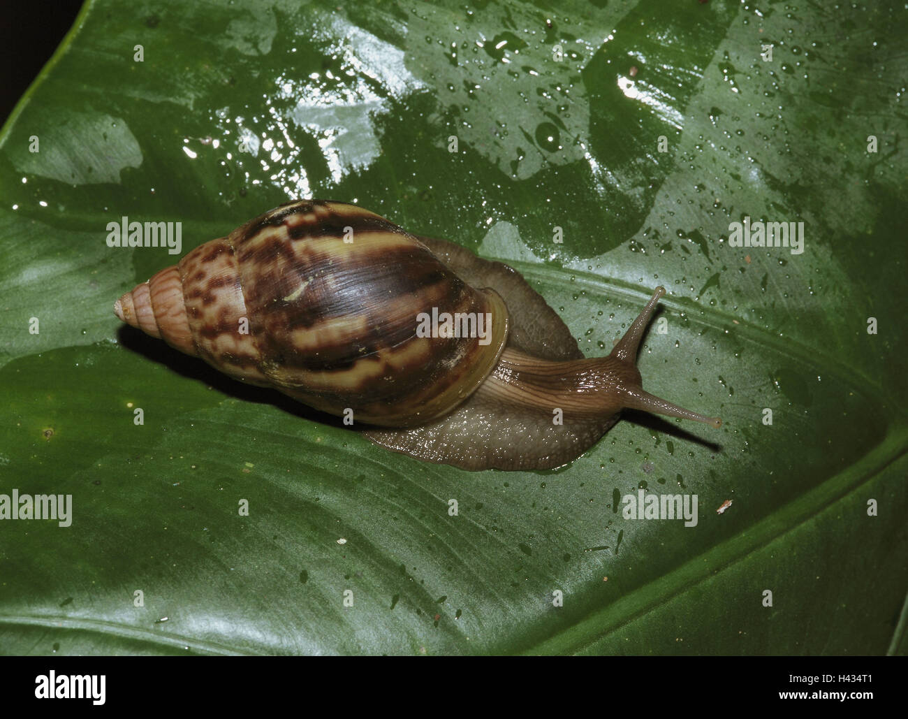 Country lung snails hi-res stock photography and images - Alamy