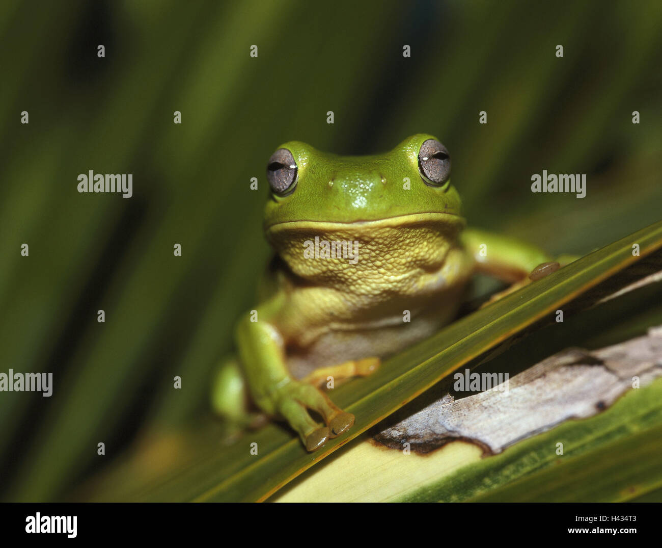 Grass, foliage-frog, coral-fingers, Litoria caerulea, detail, wildlife ...