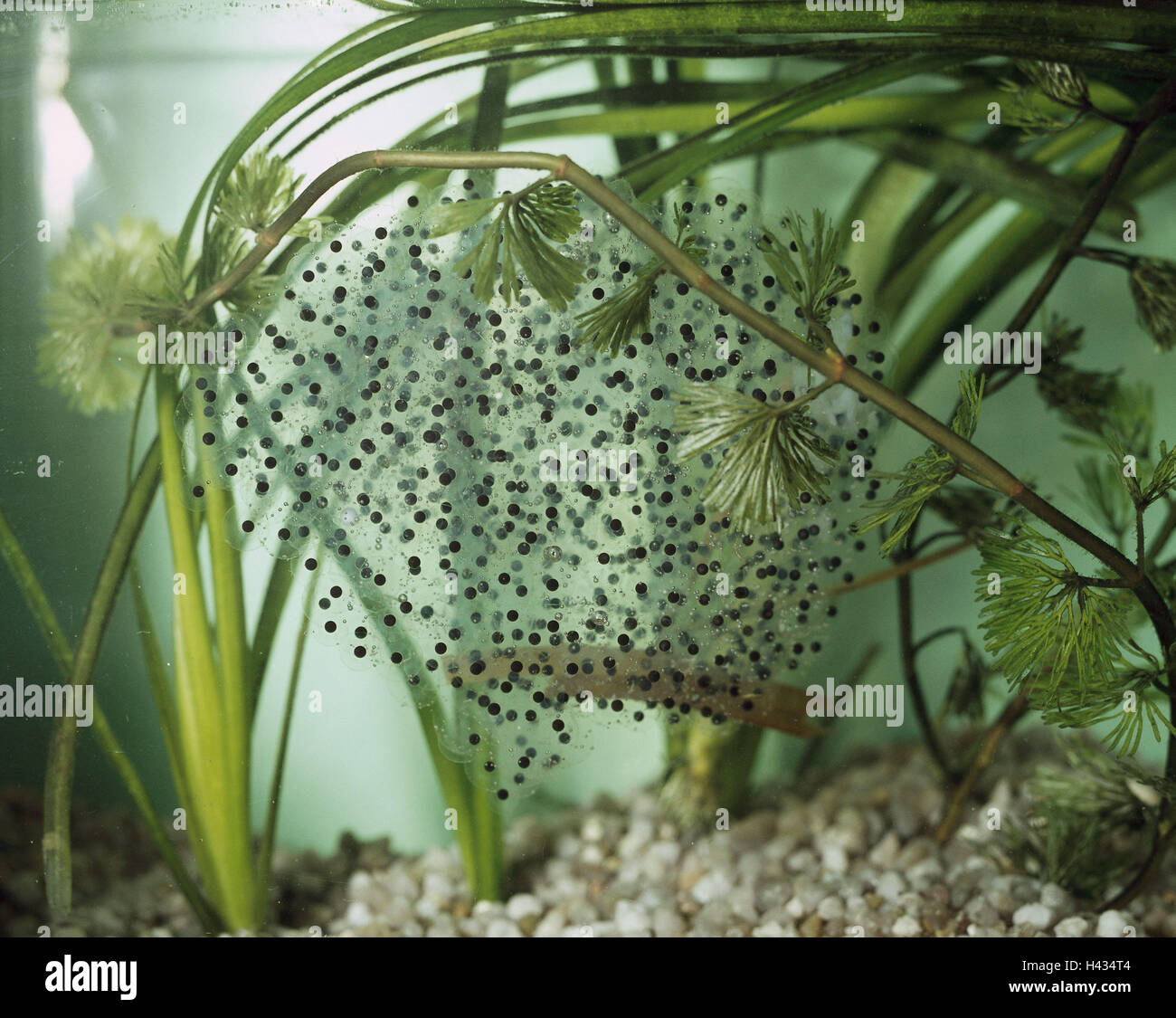 Aquarium, grass-frog-spawn, Rana temporaria, water, underwater, deposit ...
