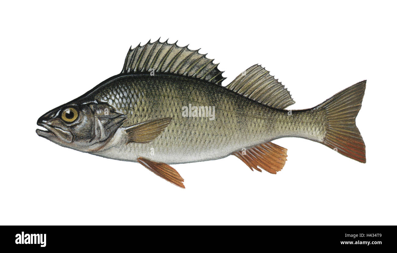 The gruffly book hi-res stock photography and images - Alamy