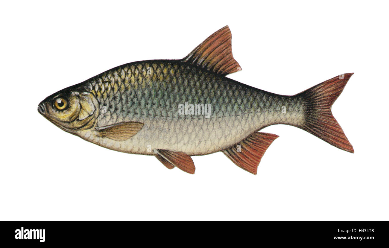 Illustration, red-feather, Scardinius erythrophrhalmus, NOT FREELY FOR ...