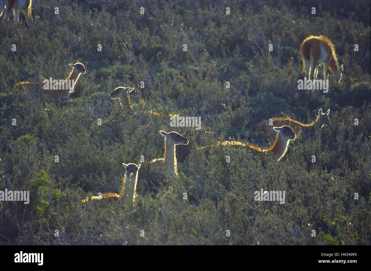 Chile, Patagonia, Parque Nacional Torres, del Paine, bushes ...