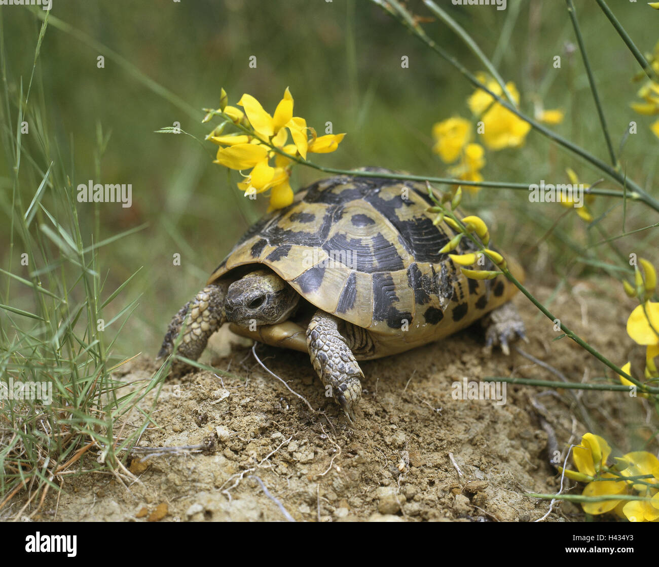 Beach, sand-ground, grass, flowers, Greek country-turtle, Testudo ...