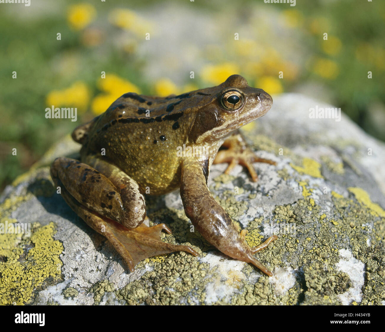 Stone, Springfrosch, Rana dalmatina, wildlife, animal, amphibian, brown ...
