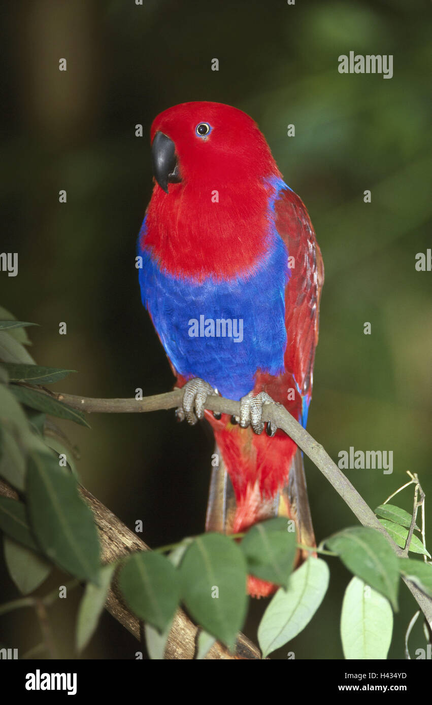 Branch, Salomon-Edelpapagei, Eclectus roratus solomonensis, wildlife ...