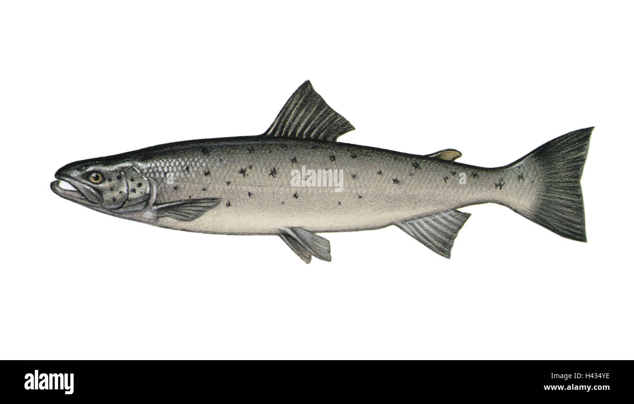 Salmo salar illustration hi-res stock photography and images - Alamy