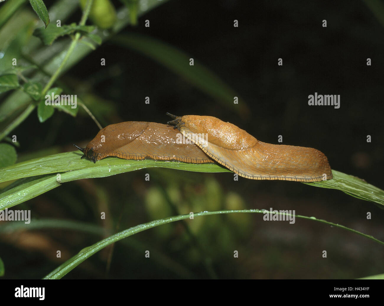 Grass-stalks, red way-snails Arion rufus wildlife animals mollusks ...
