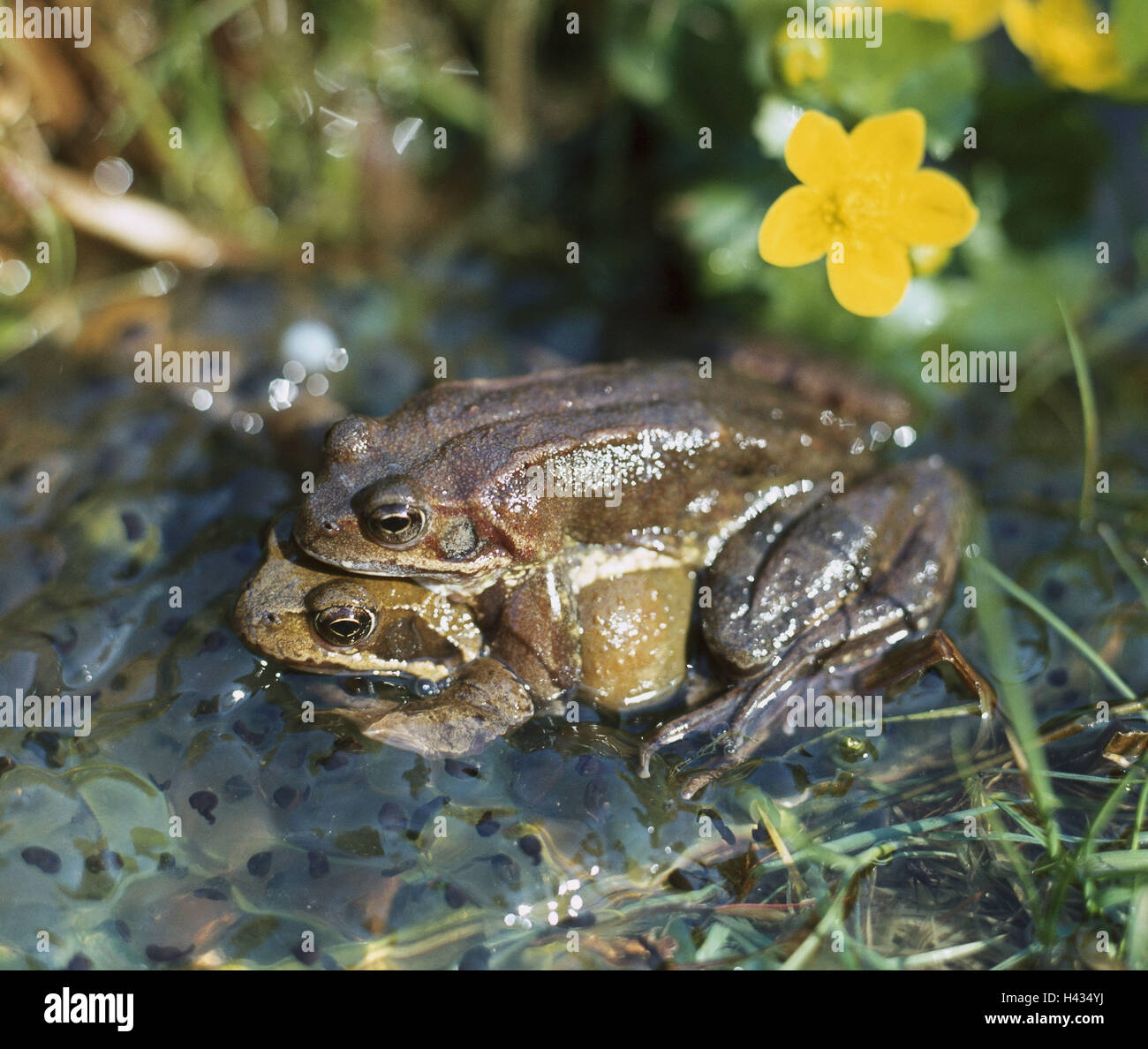 Biotope, grass-frogs, Rana temporaria, combination, wildlife, animals ...