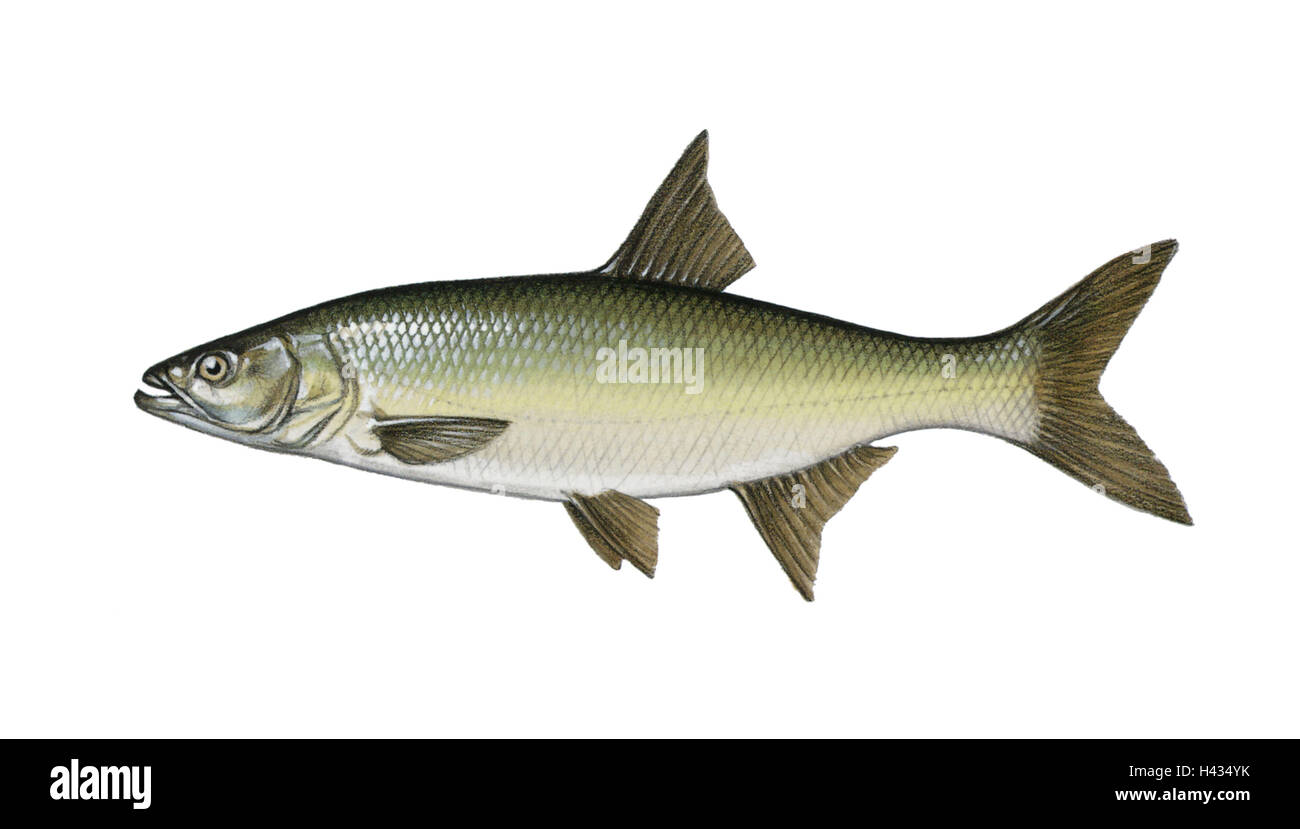 Freshwater fishes series hi-res stock photography and images - Alamy