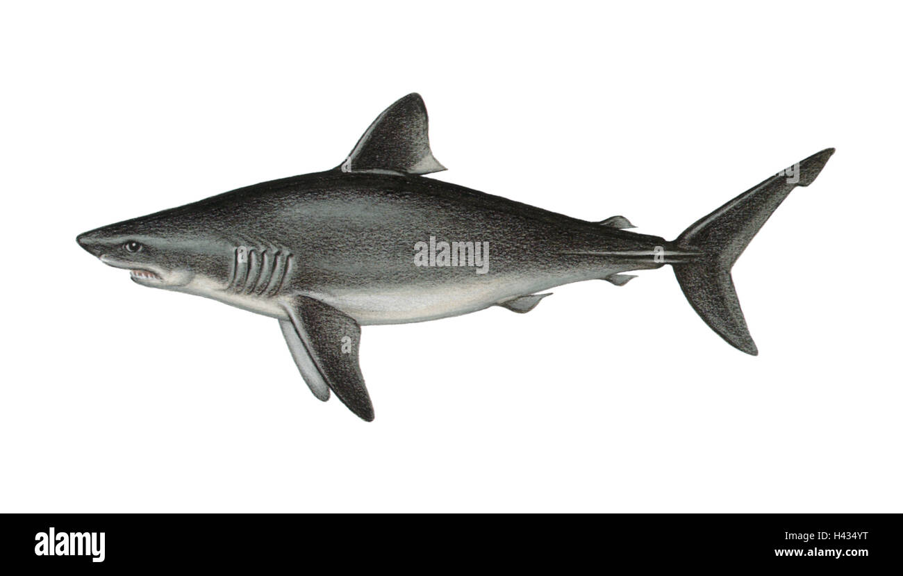Lamna nasus Cut Out Stock Images & Pictures - Alamy